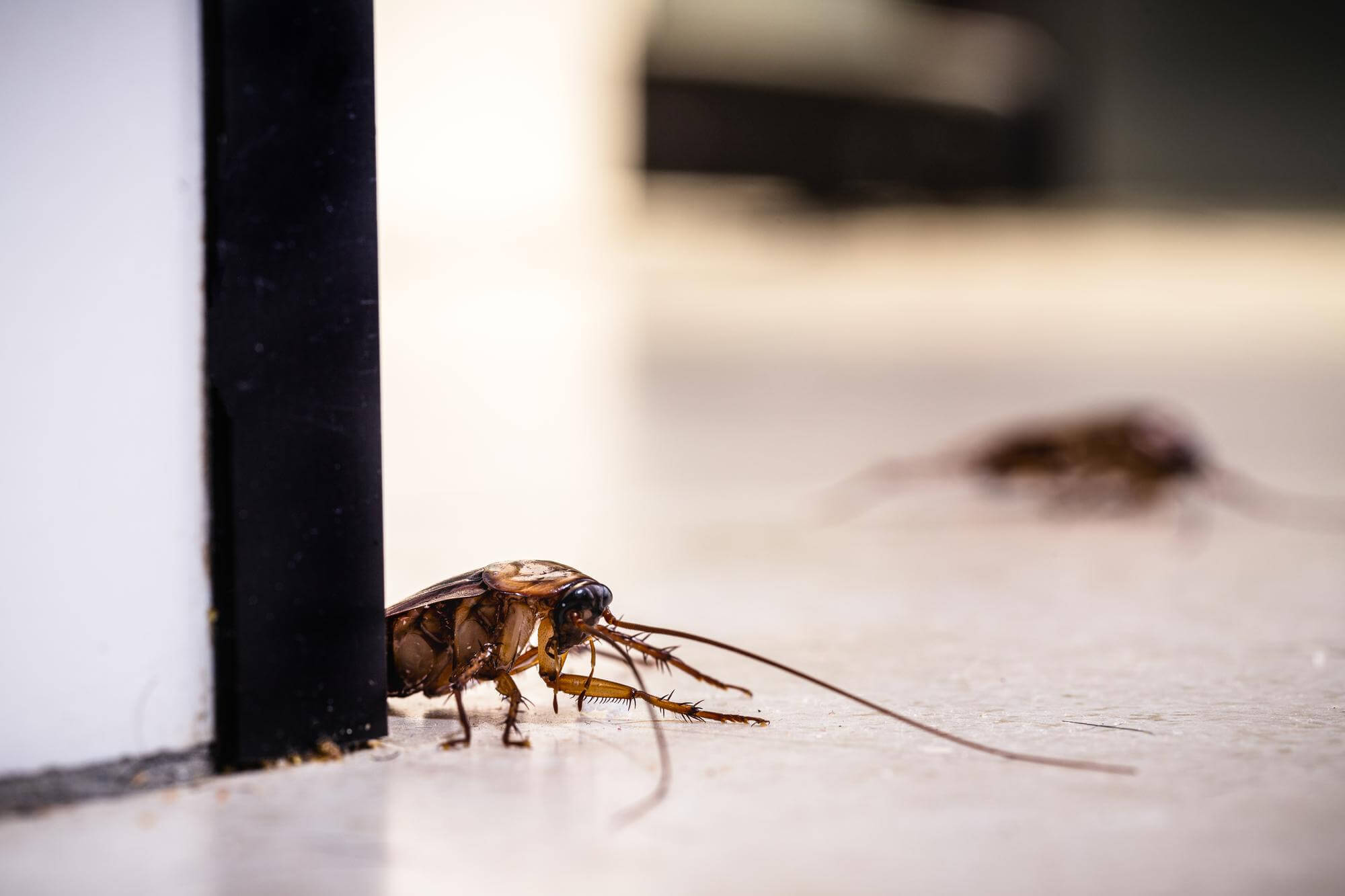 Common Household Pests | A Homeowner’s Comprehensive Guide | Dahl House ...